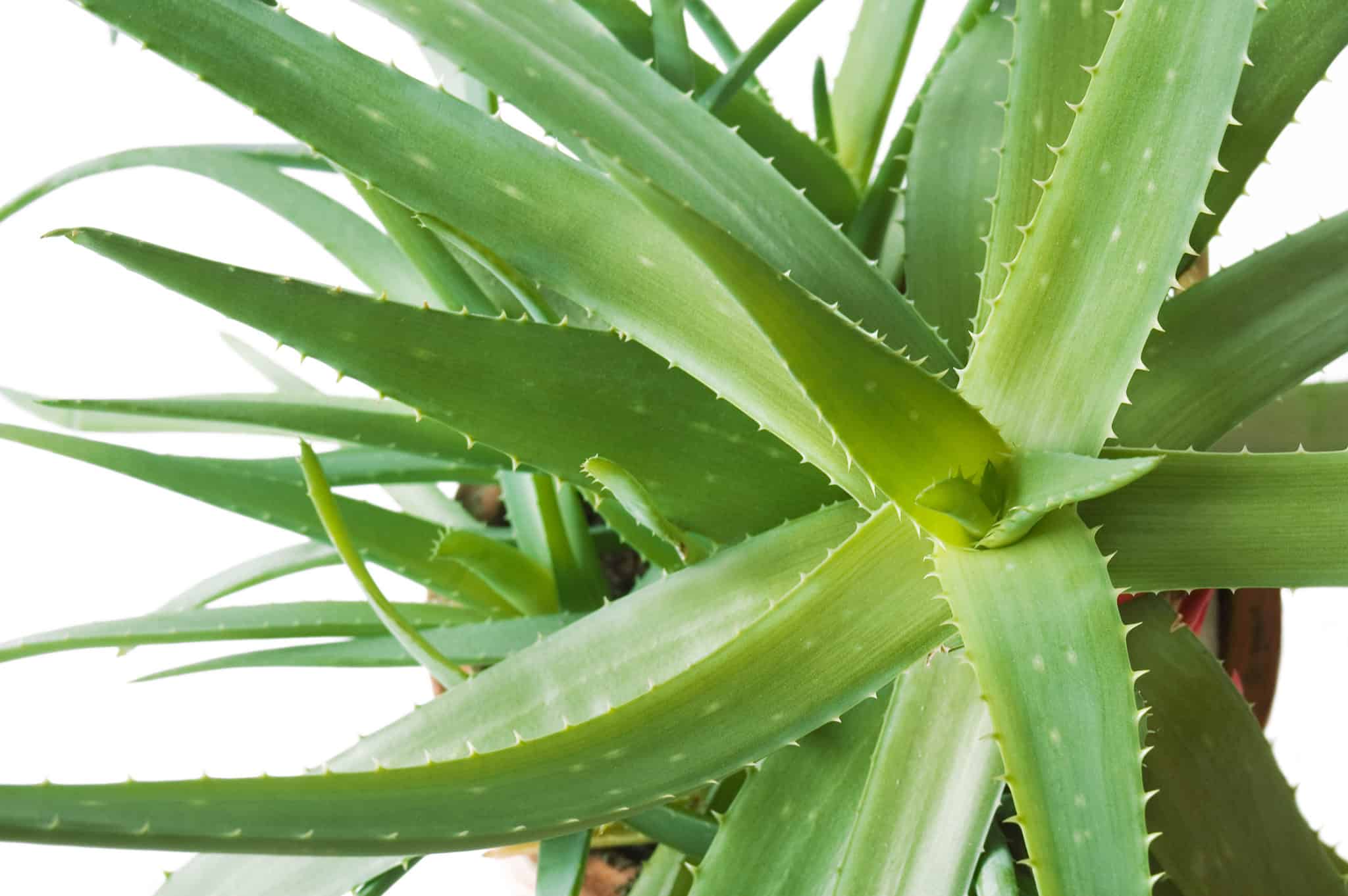 Sukulent Aloe Vera Tıbbi Aloe Barbados Aloe - Türkiye nin Sukulent ve ...