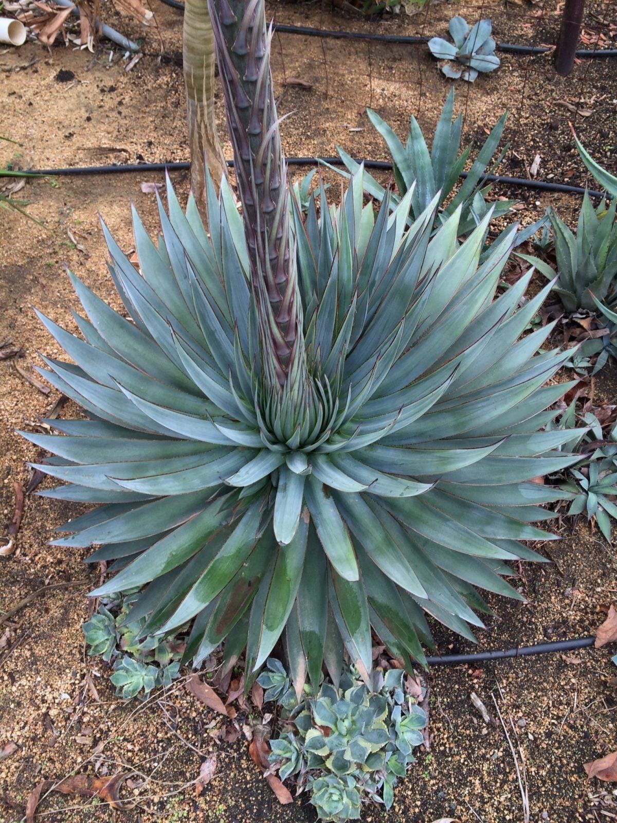 Agav 'Blue Glow' - Türkiye nin Sukulent ve Kaktüs Marketi!