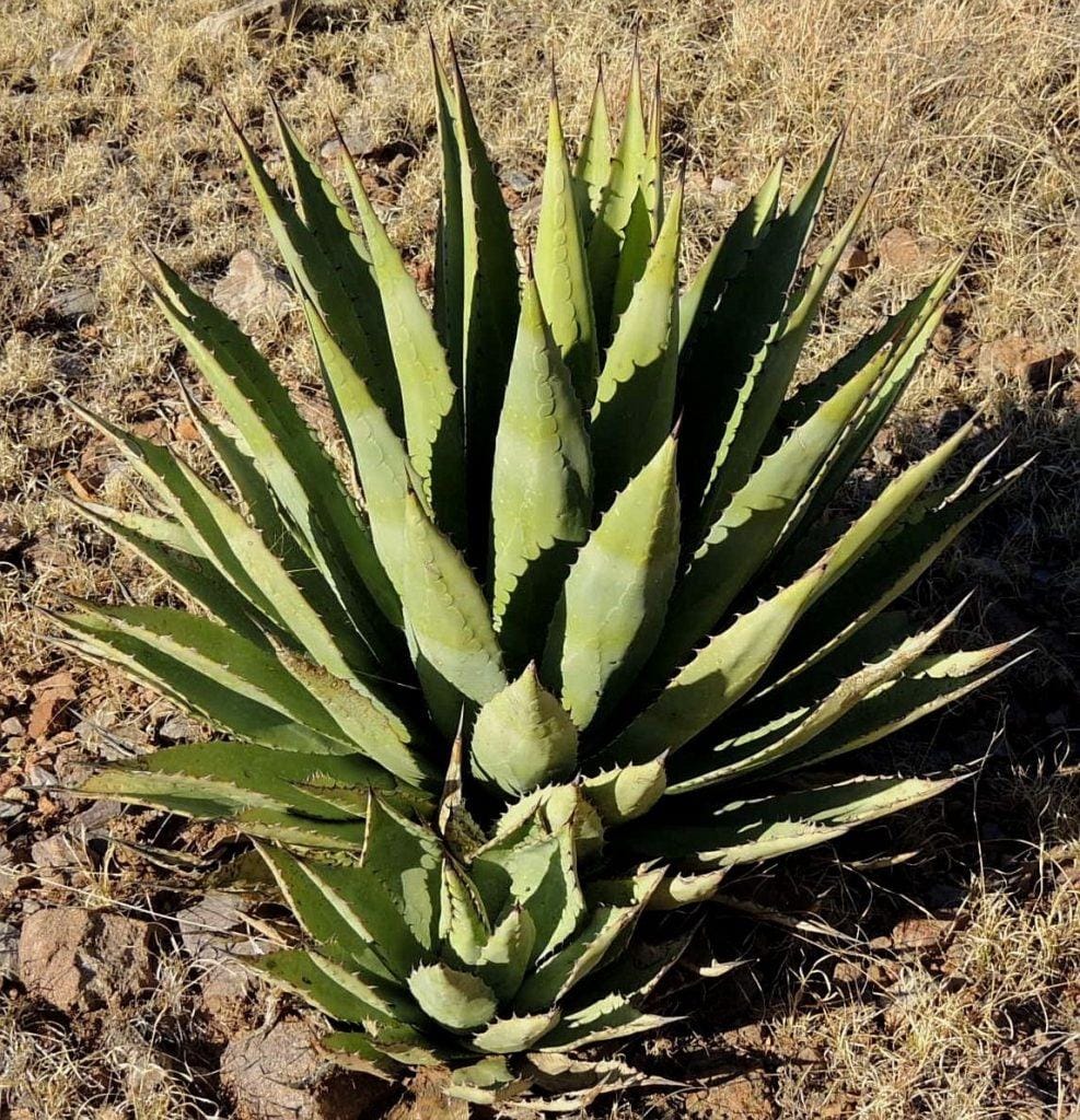 Agave Palmeri (Palmer'ın Agave) - Türkiye nin Sukulent ve Kaktüs Marketi!