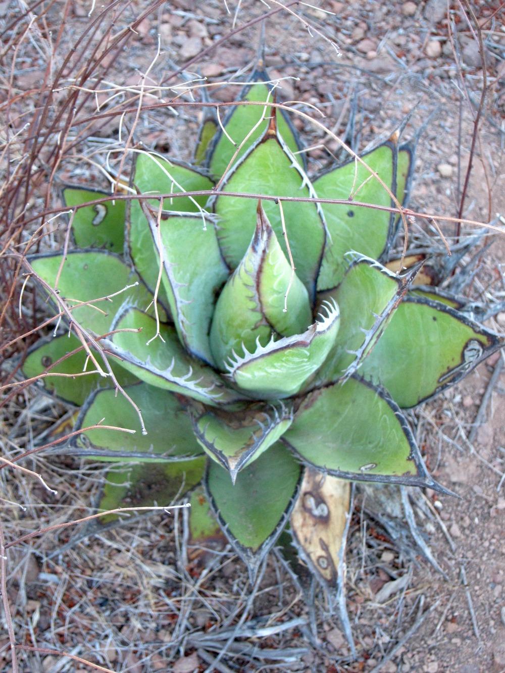 Agave Shawii (Sahil Agave) - Türkiye nin Sukulent ve Kaktüs Marketi!