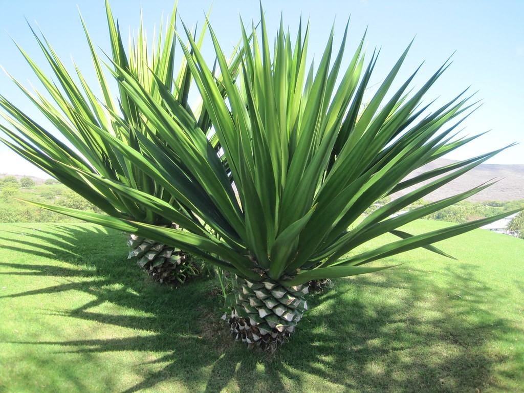 Agave Sisalana (Sisal) - Türkiye nin Sukulent ve Kaktüs Marketi!