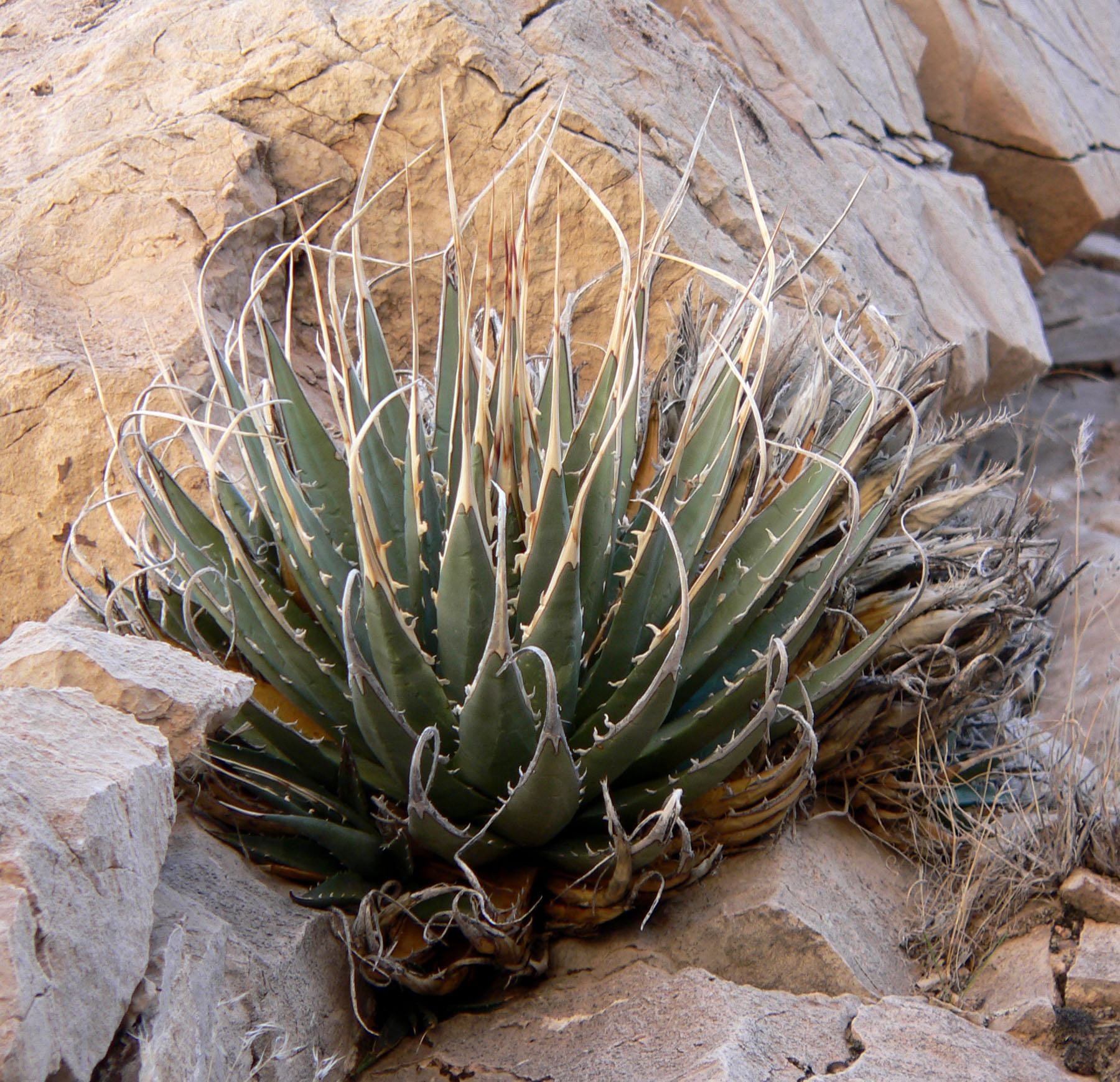 Agave Utahensis (Utah Agave) - Türkiye nin Sukulent ve Kaktüs Marketi!