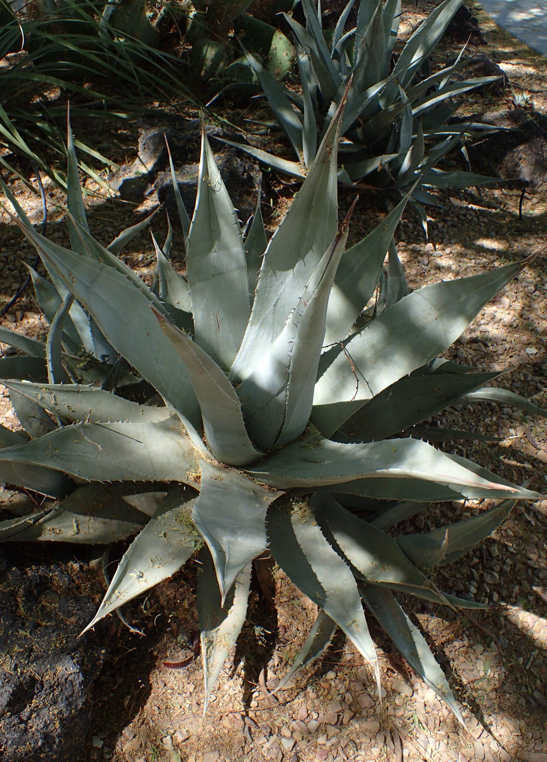 Agave Deserti (Çöl Agave) - Türkiye nin Sukulent ve Kaktüs Marketi!