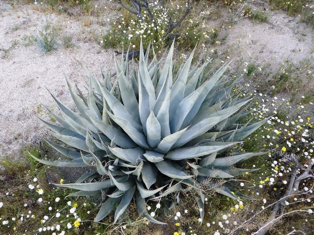 Agave Deserti (Çöl Agave) - Türkiye nin Sukulent ve Kaktüs Marketi!
