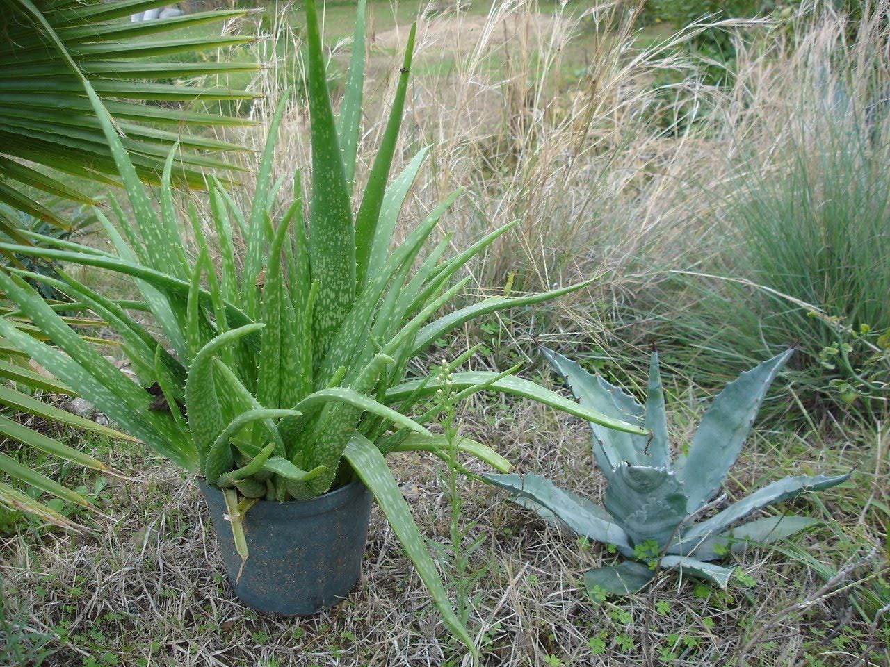 Aloe Vera ve Agave Arasındaki Fark Nelerdir? - Türkiye nin Sukulent ve ...