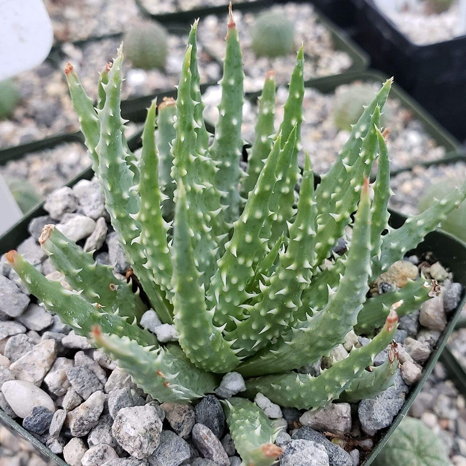 Aloe humilis (Örümcek Aloe) - Türkiye nin Sukulent ve Kaktüs Marketi!