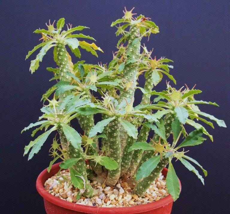 Dorstenia Gypsophila - Türkiye nin Sukulent ve Kaktüs Marketi!