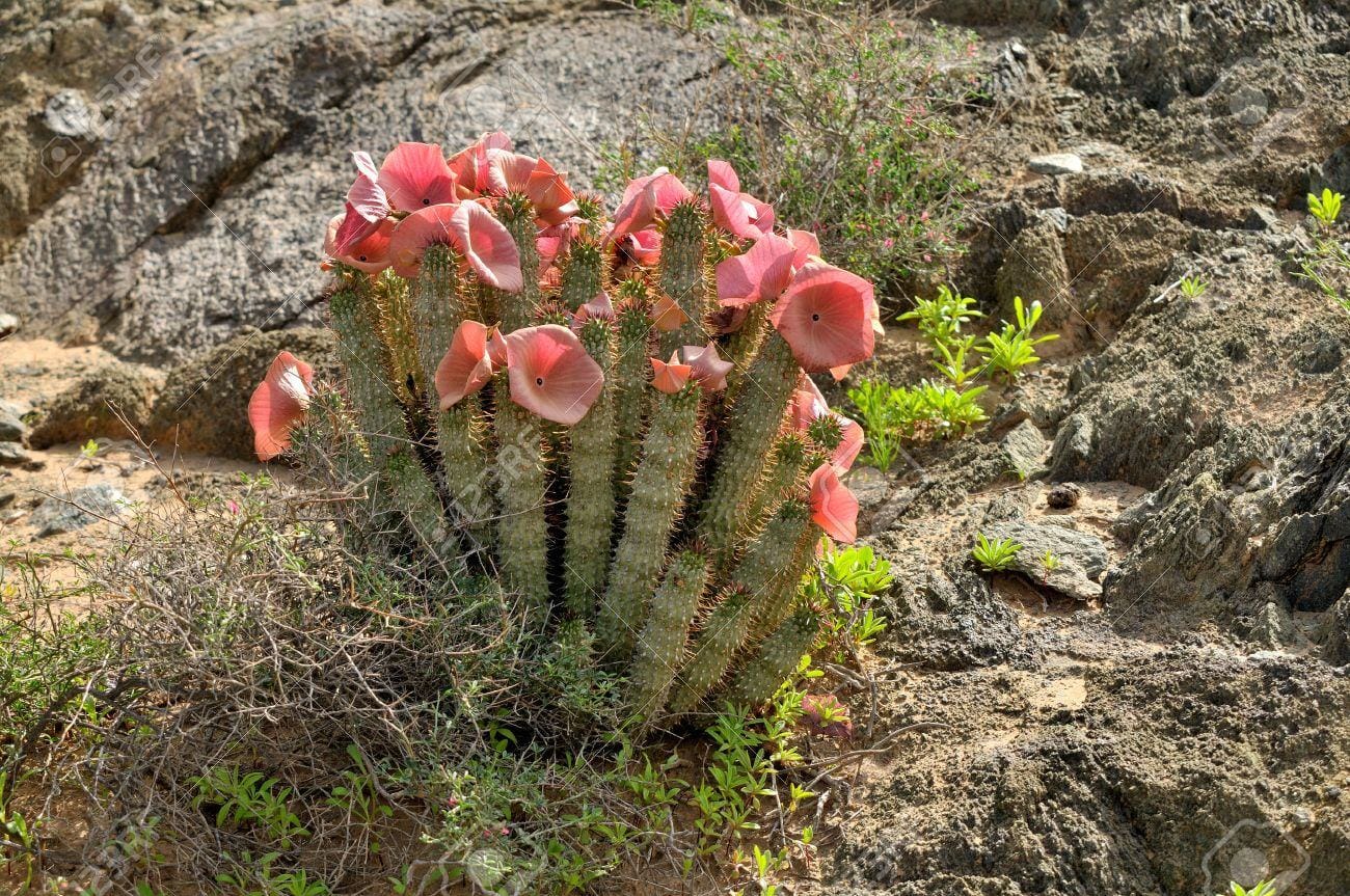 Hoodia Gordonii - Türkiye nin Sukulent ve Kaktüs Marketi!