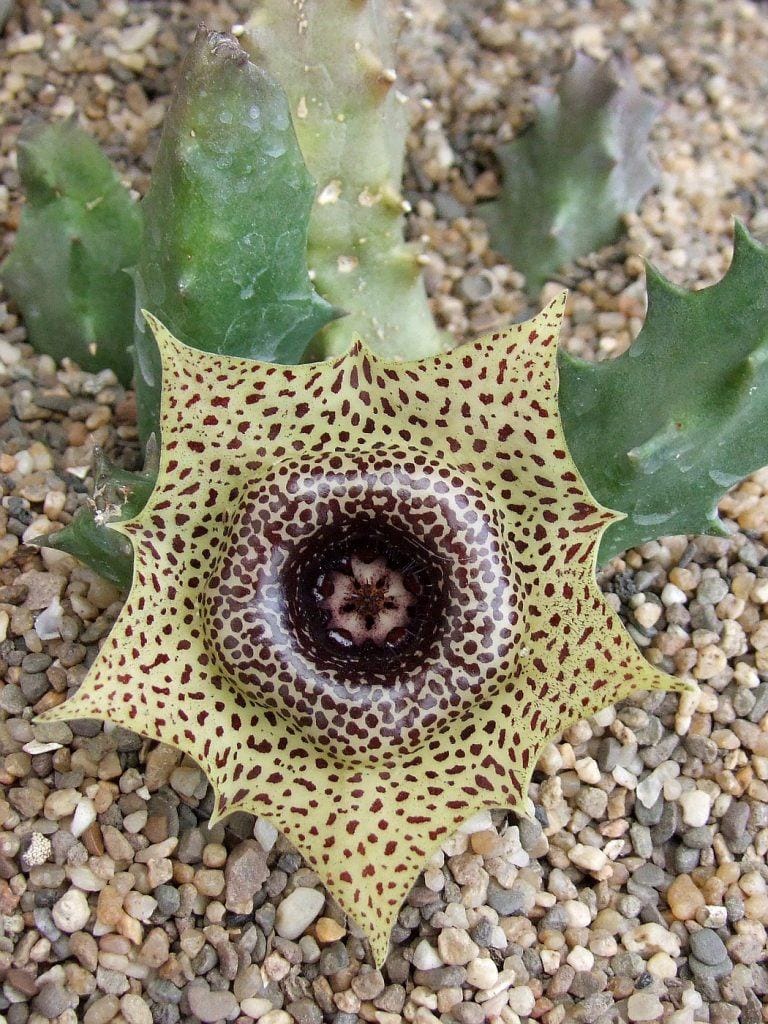 Huernia Guttata - Türkiye nin Sukulent ve Kaktüs Marketi!