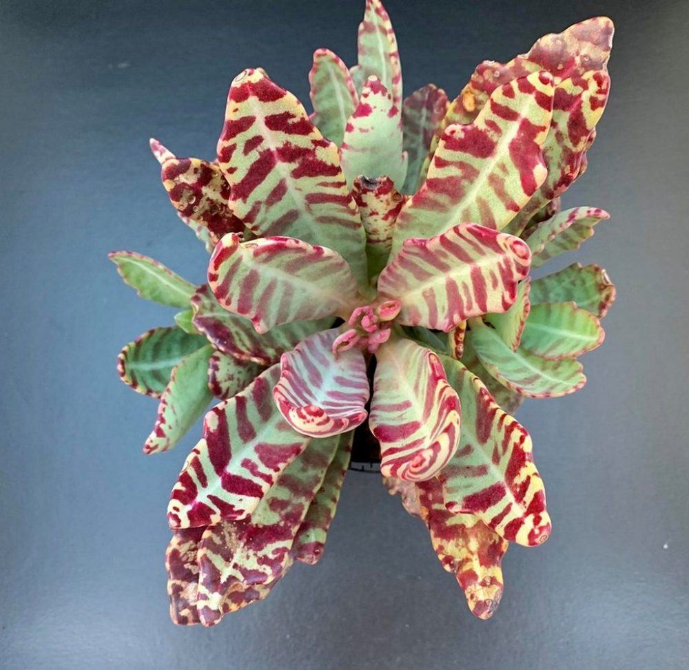 Kalanchoe Humilis - Türkiye nin Sukulent ve Kaktüs Marketi!