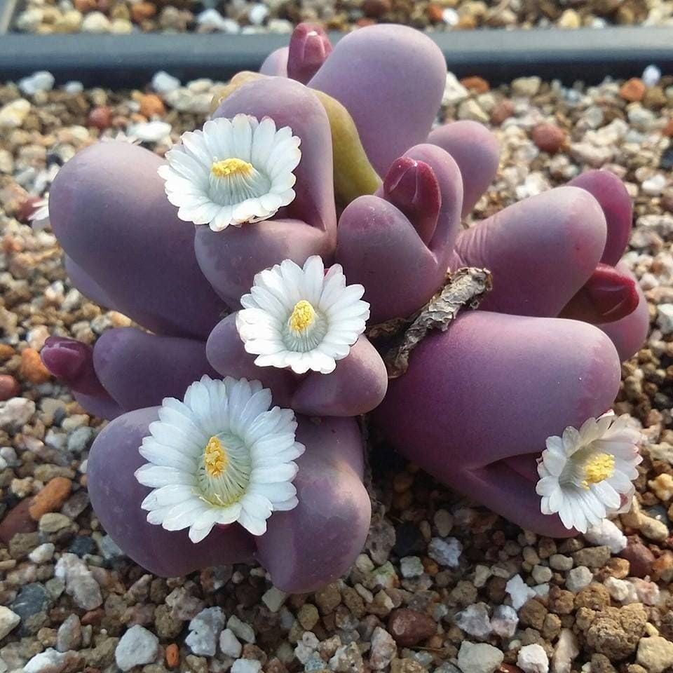 Lithops Optica 'Rubra' (Canlı Taşlar) - Türkiye nin Sukulent ve Kaktüs ...