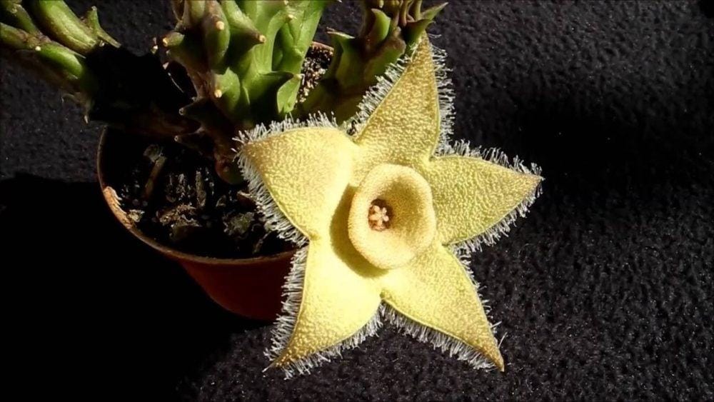 Orbea ciliata (Denizyıldızı Stapelia) - Türkiye nin Sukulent ve Kaktüs ...