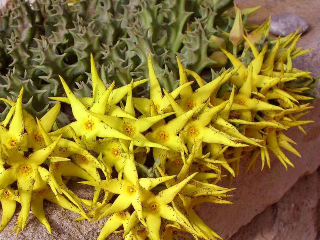 Orbea lutea (Sarı Karkas Çiçeği) - Türkiye nin Sukulent ve Kaktüs Marketi!