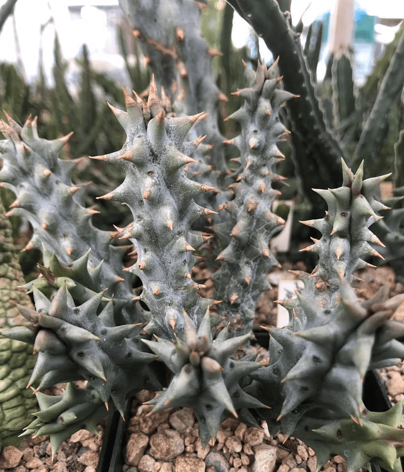 Quaqua mammillaris (Aroena) - Türkiye nin Sukulent ve Kaktüs Marketi!