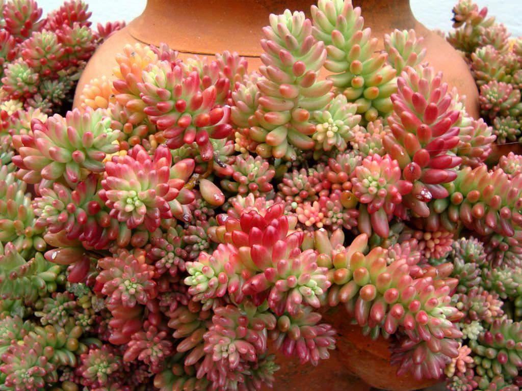 Sedum Rubrotinctum (Jelly Bean Bitki) - Türkiye nin Sukulent ve Kaktüs ...