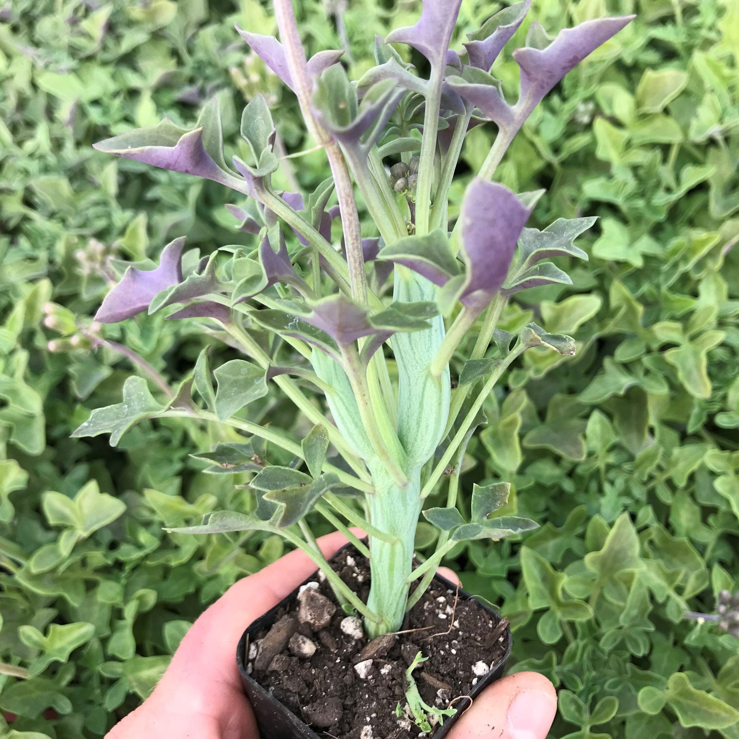 Eviniz ve Bahçeniz İçin En İyi 12 Sukulent - Türkiye nin Sukulent ve ...