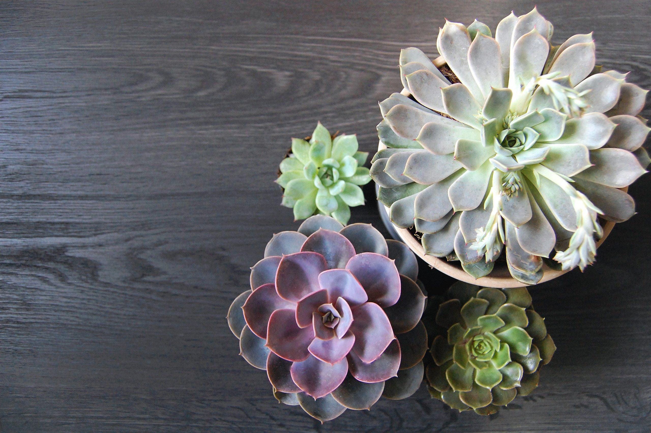 Sukulent Echeveria Bakımı ve Çoğaltılması Hakkında Bilgi - Türkiye nin ...