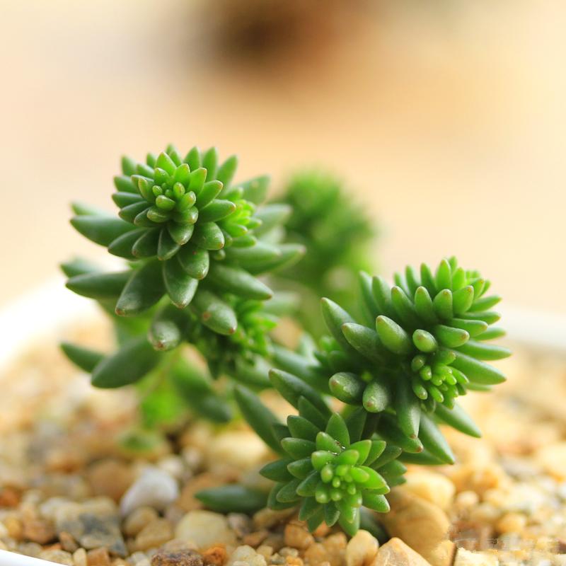 Villadia Batesii (Cotyledon batesii) - Türkiye nin Sukulent ve Kaktüs ...