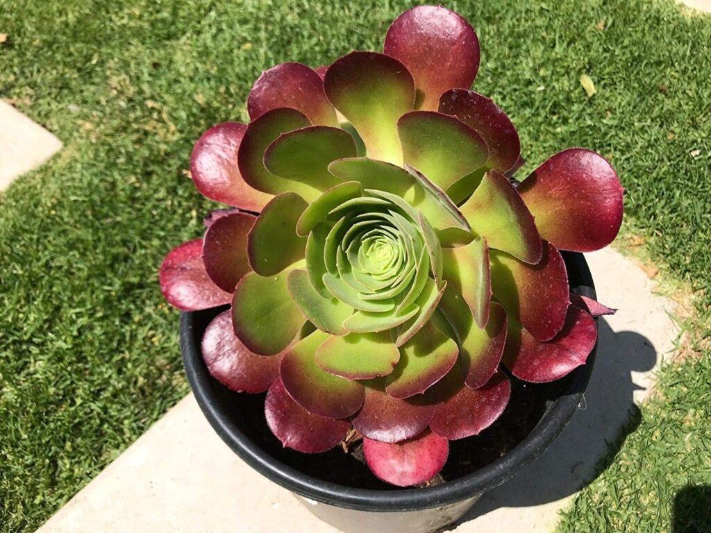 Aeonium 'Cyclops' (Dev Kırmızı Aeonium) - Türkiye nin Sukulent ve ...