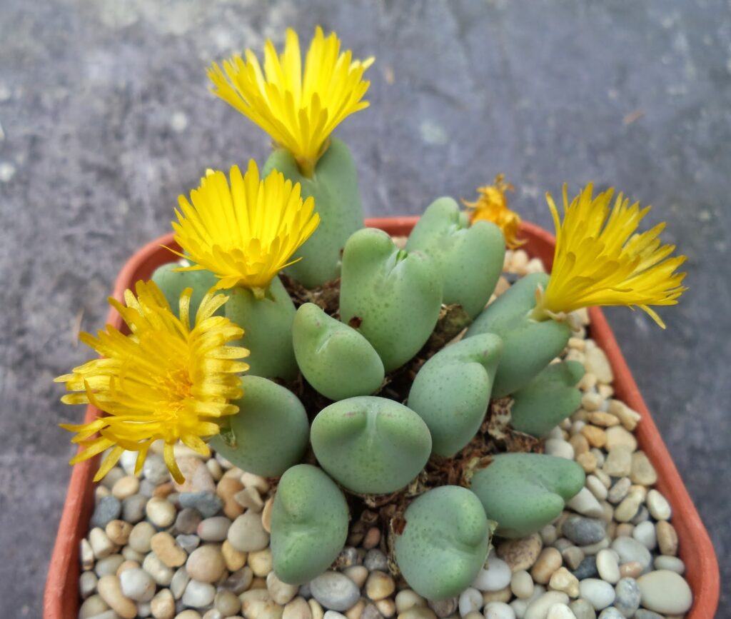 Conophytum Bilobum (Yaşayan Çakıl) - Türkiye nin Sukulent ve Kaktüs ...