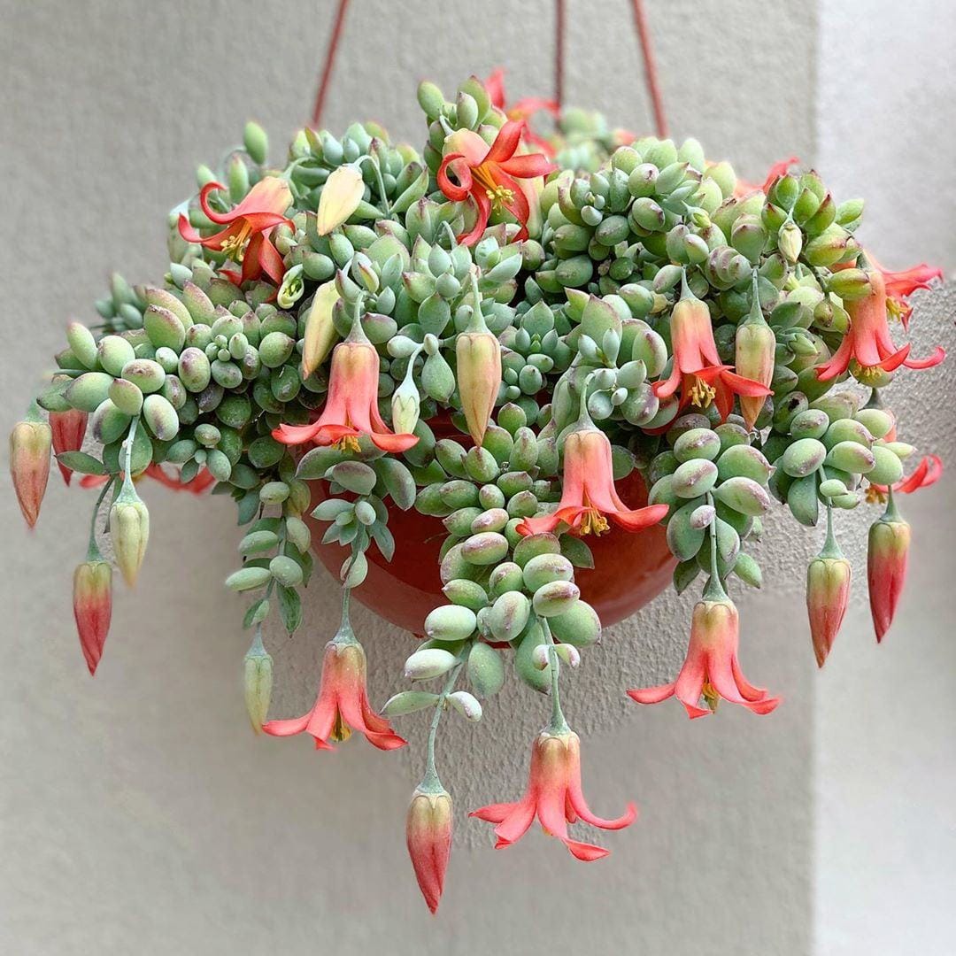 Cotyledon Pendens (Cliff Cotyledon) - Türkiye nin Sukulent ve Kaktüs ...