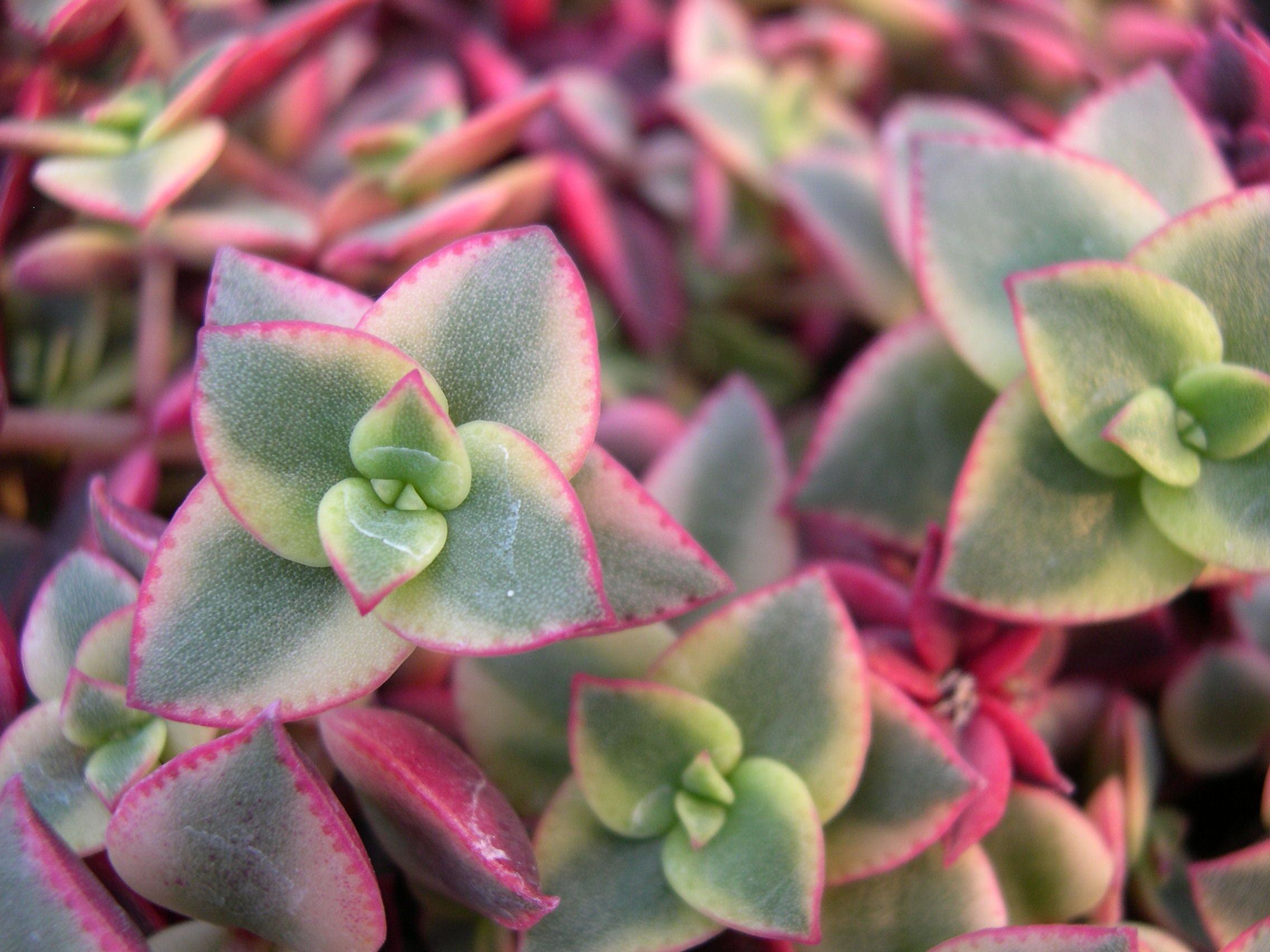 Crassula Pellucida Subsp. Marginalis 'Variegata' (Calico Kitten ...
