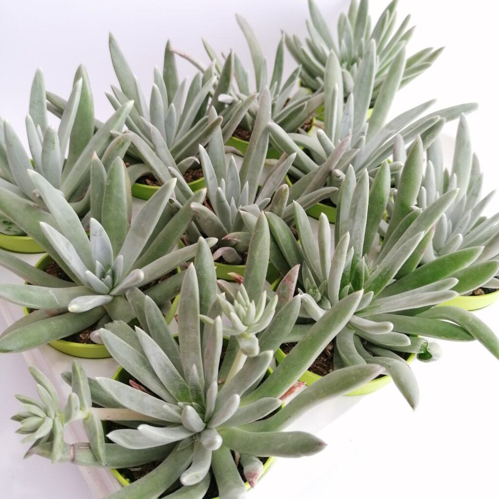 Dudleya Virens (Yeşil Canlı Orman) - Türkiye nin Sukulent ve Kaktüs ...