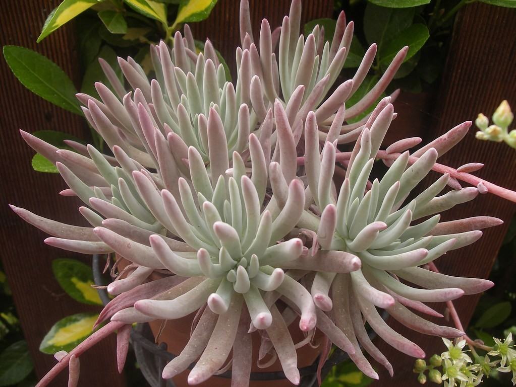 Dudleya Virens (Yeşil Canlı Orman) - Türkiye nin Sukulent ve Kaktüs ...