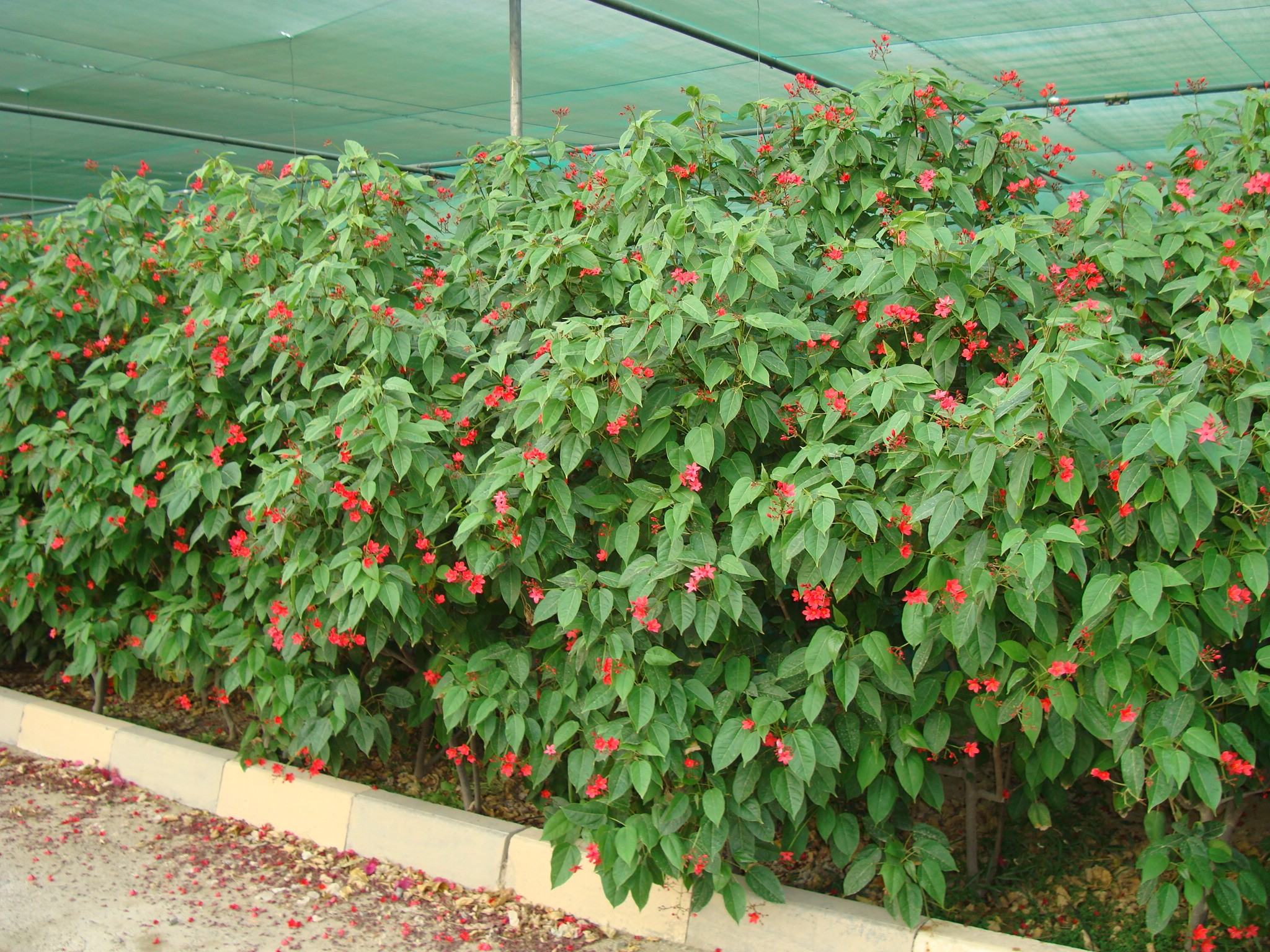 Jatropha İntegerrima (Peregrina, Baharatlı Jatropha) - Türkiye nin ...