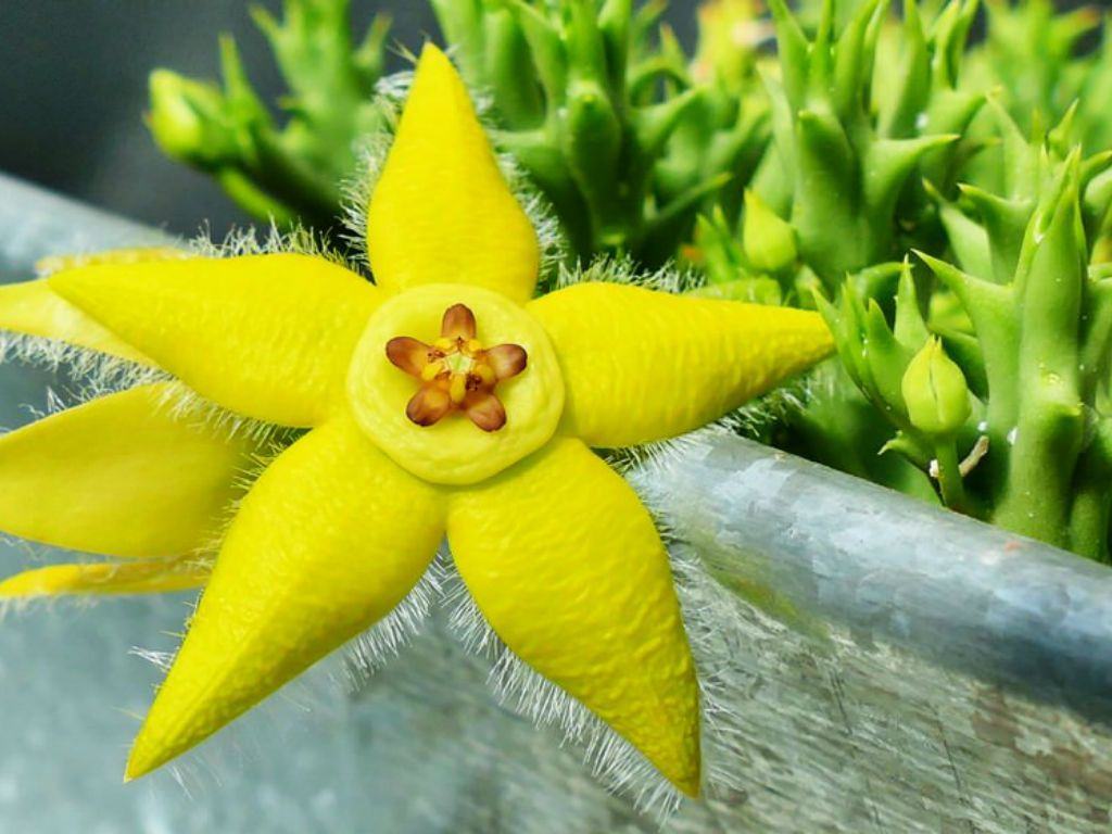 Orbea Semota var. lutea (Sarı Orbea) - Türkiye nin Sukulent ve Kaktüs ...