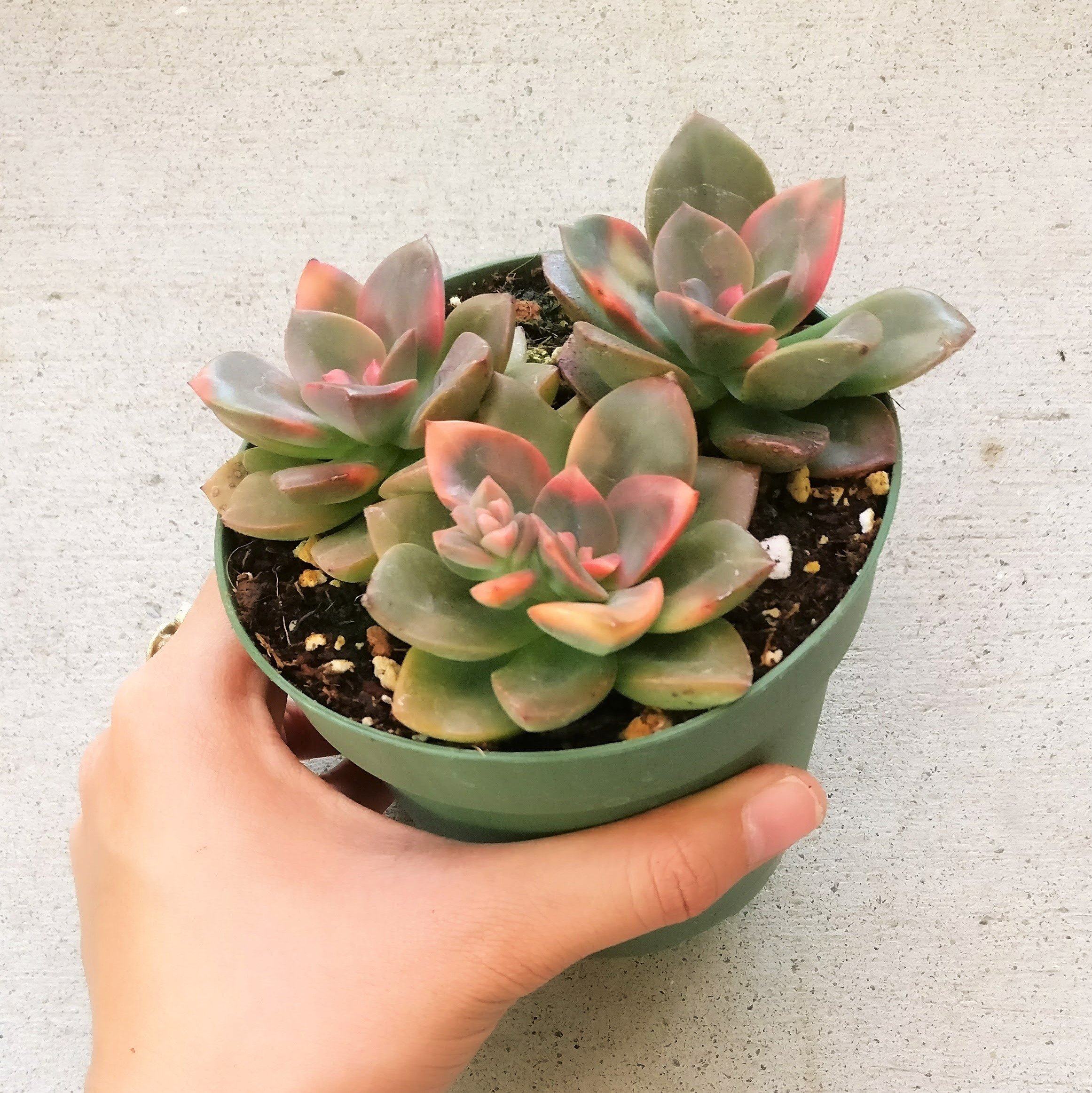 Echeveria Chroma (Sukulent) - Türkiye nin Sukulent ve Kaktüs Marketi!