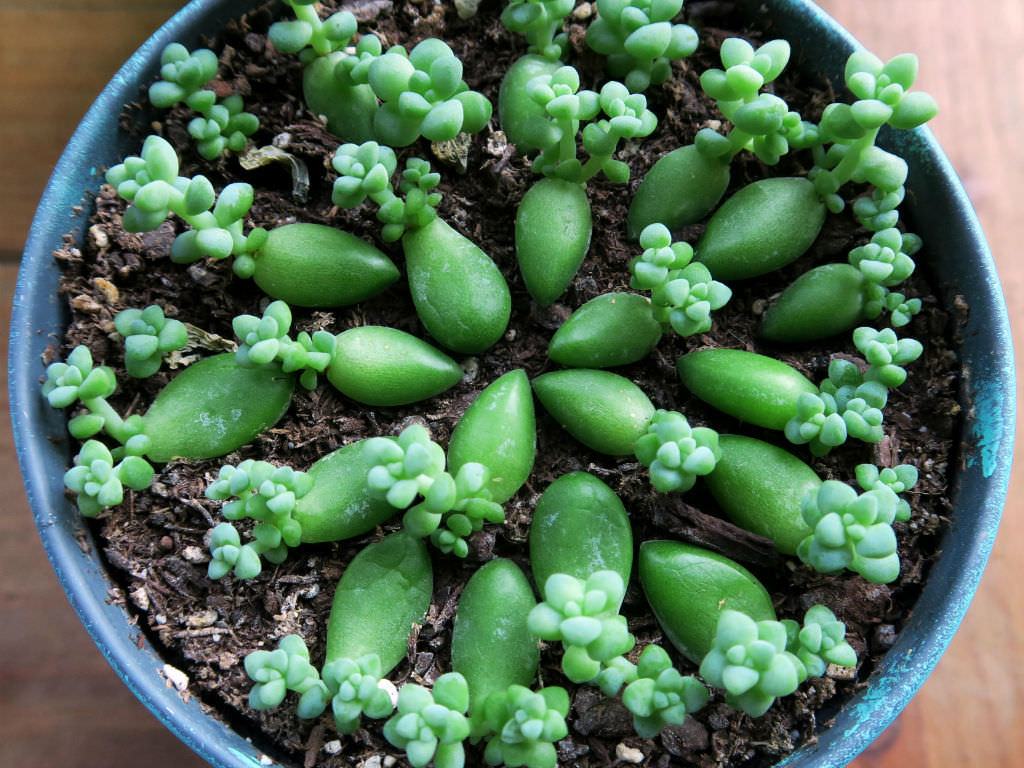 Sedum Sukulent Nasıl Yayılır - Türkiye nin Sukulent ve Kaktüs Marketi!