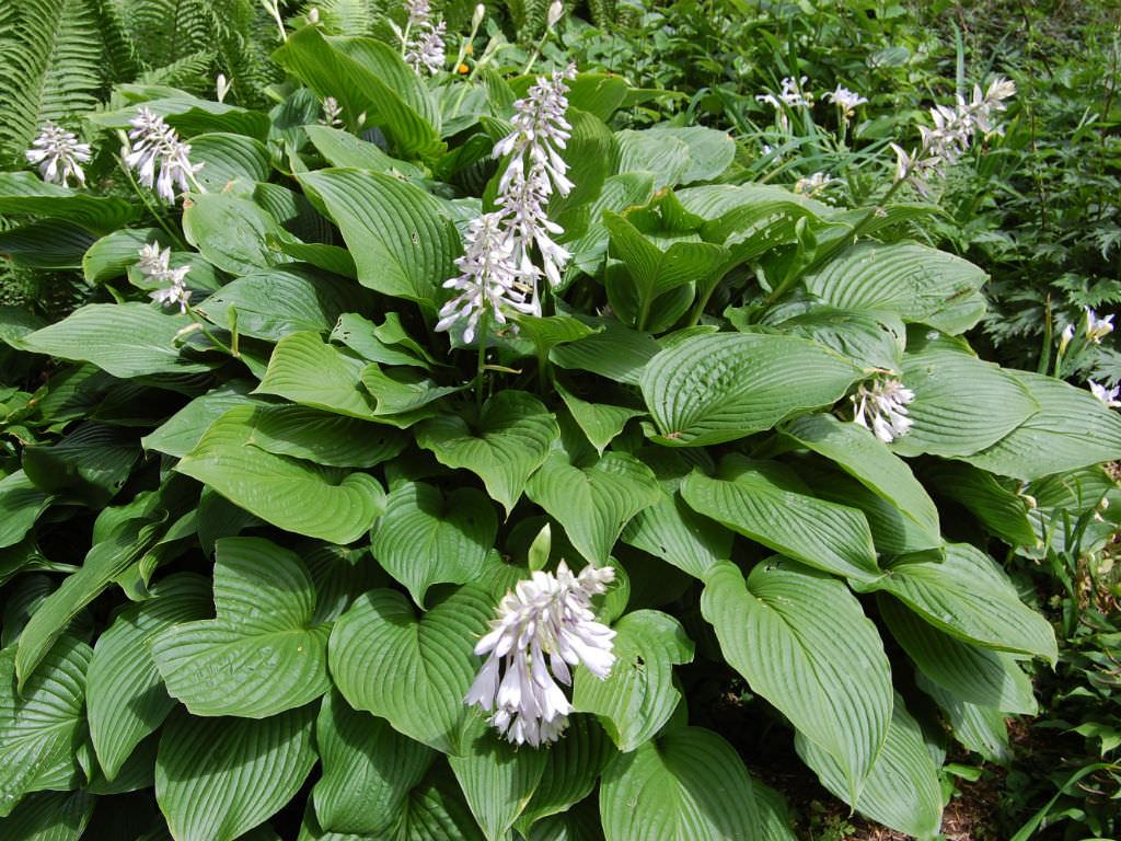 Hosta sieboldiana (Muz Zambağı) - Türkiye nin Sukulent ve Kaktüs Marketi!