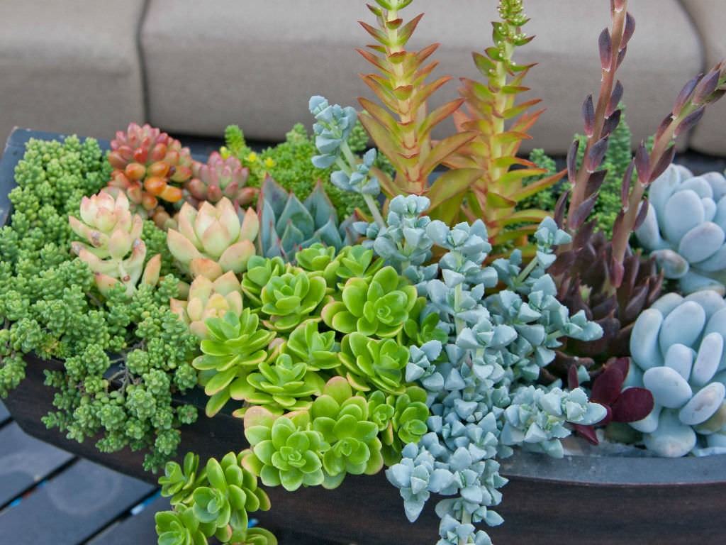 Succulents Sukulent Nasıl Sıkıştırılır - Türkiye nin Sukulent ve Kaktüs ...