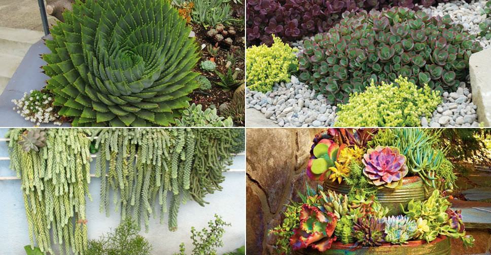 Succulents Sukulent ile Tasarım Yapmanın 4 Yolu - Türkiye nin Sukulent ...