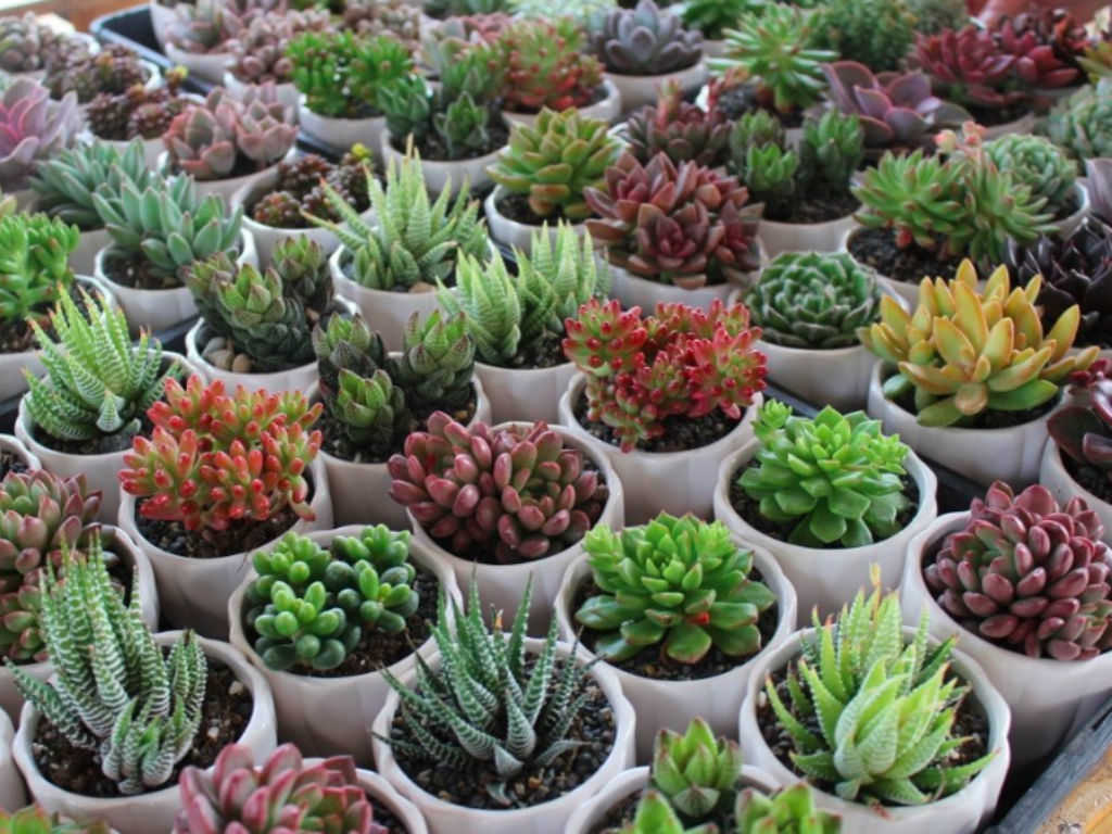 Succulents Sukulent ile Yaptığınız 5 Hata - Türkiye nin Sukulent ve ...