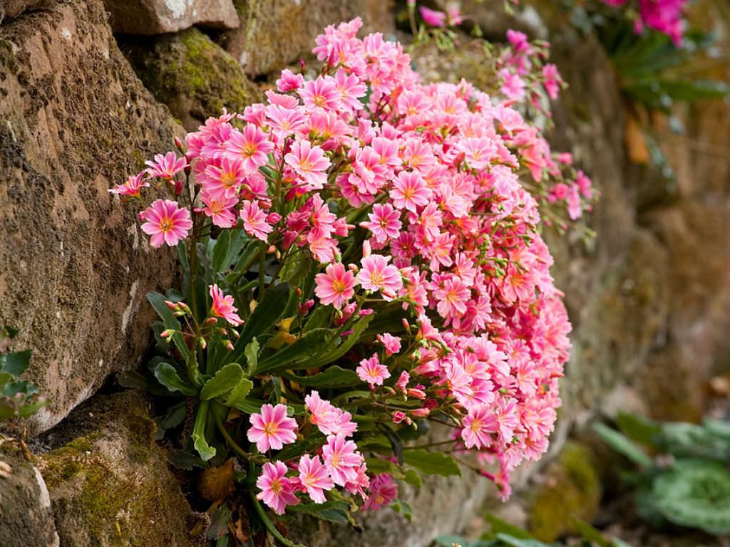 Lewisia kotiledon (Siskiyou Lewisia) - Türkiye nin Sukulent ve Kaktüs ...