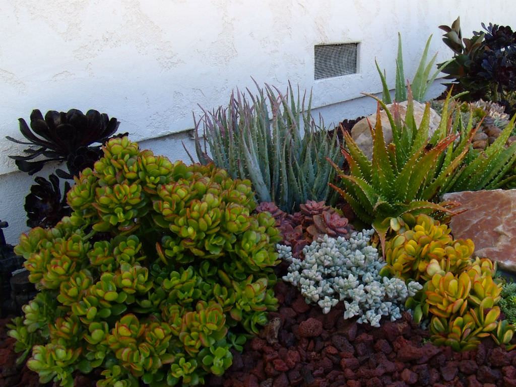 Succulents İçin Nihai Kılavuz: Succulents Sukulent Türleri - Türkiye ...