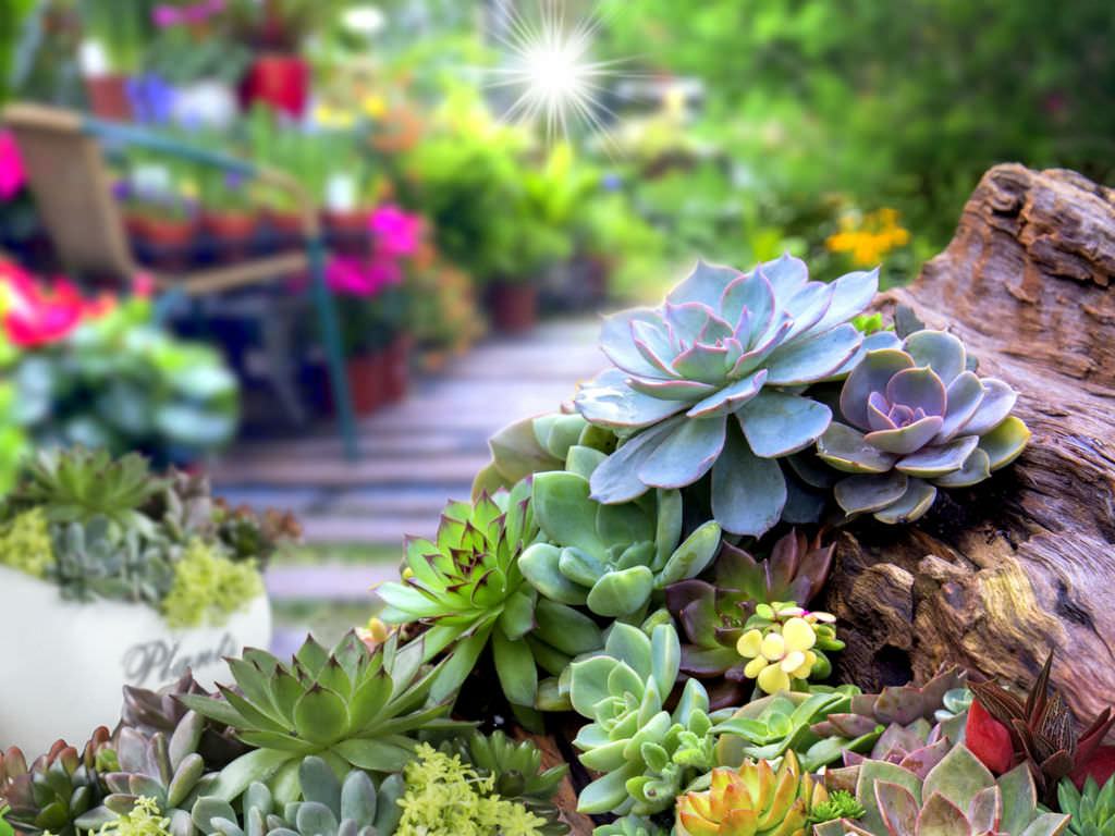 Succulents Sukulent Bakımı Hakkında Bilmeniz Gereken 3 Şey - Türkiye ...