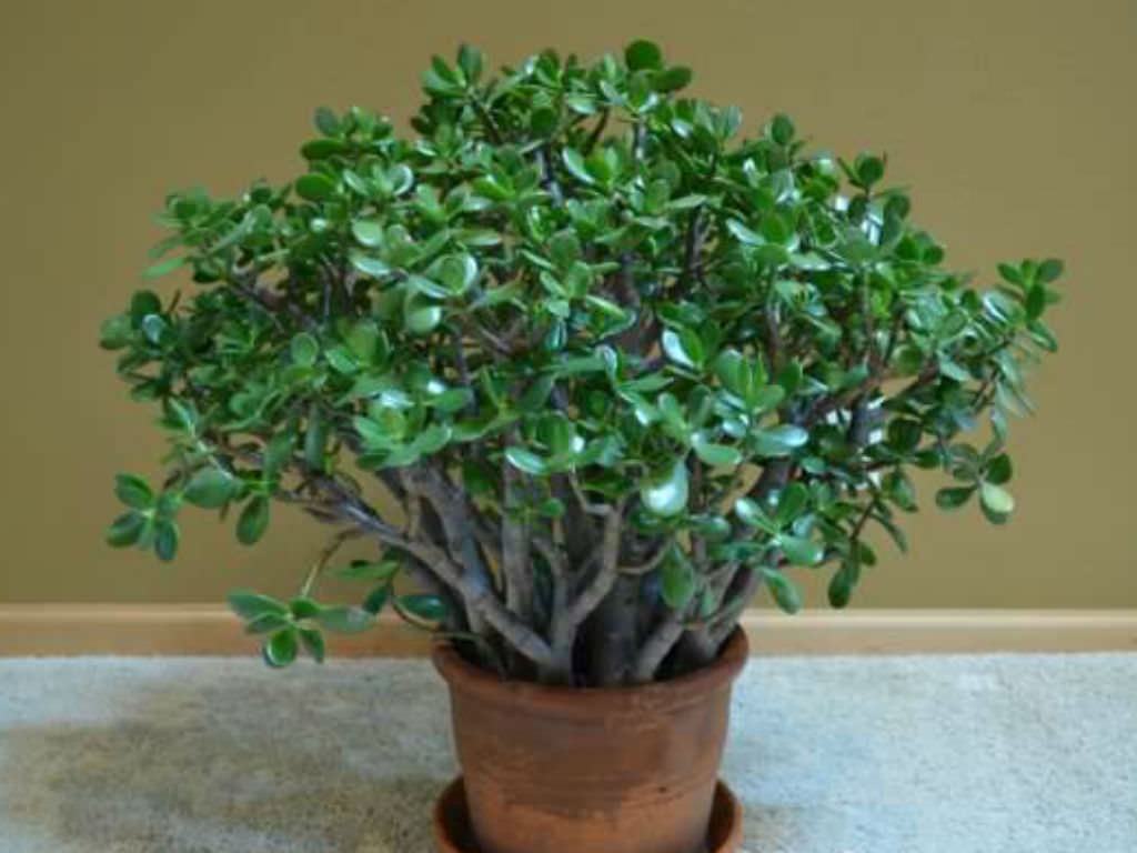 Yeşim Bitki Sukulent Üzerinde Beyaz Toz Küf - Türkiye nin Sukulent ve ...