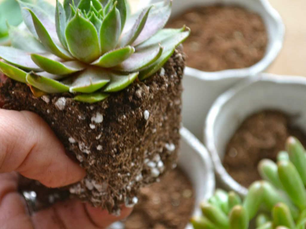 Succulents Sukulent için En İyi Toprak Karışımı - Türkiye nin Sukulent ...