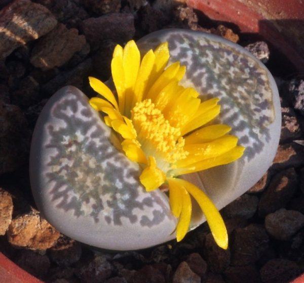 Lithops Yaşayan Taş 5,5 cm - Türkiye nin Sukulent ve Kaktüs Marketi!