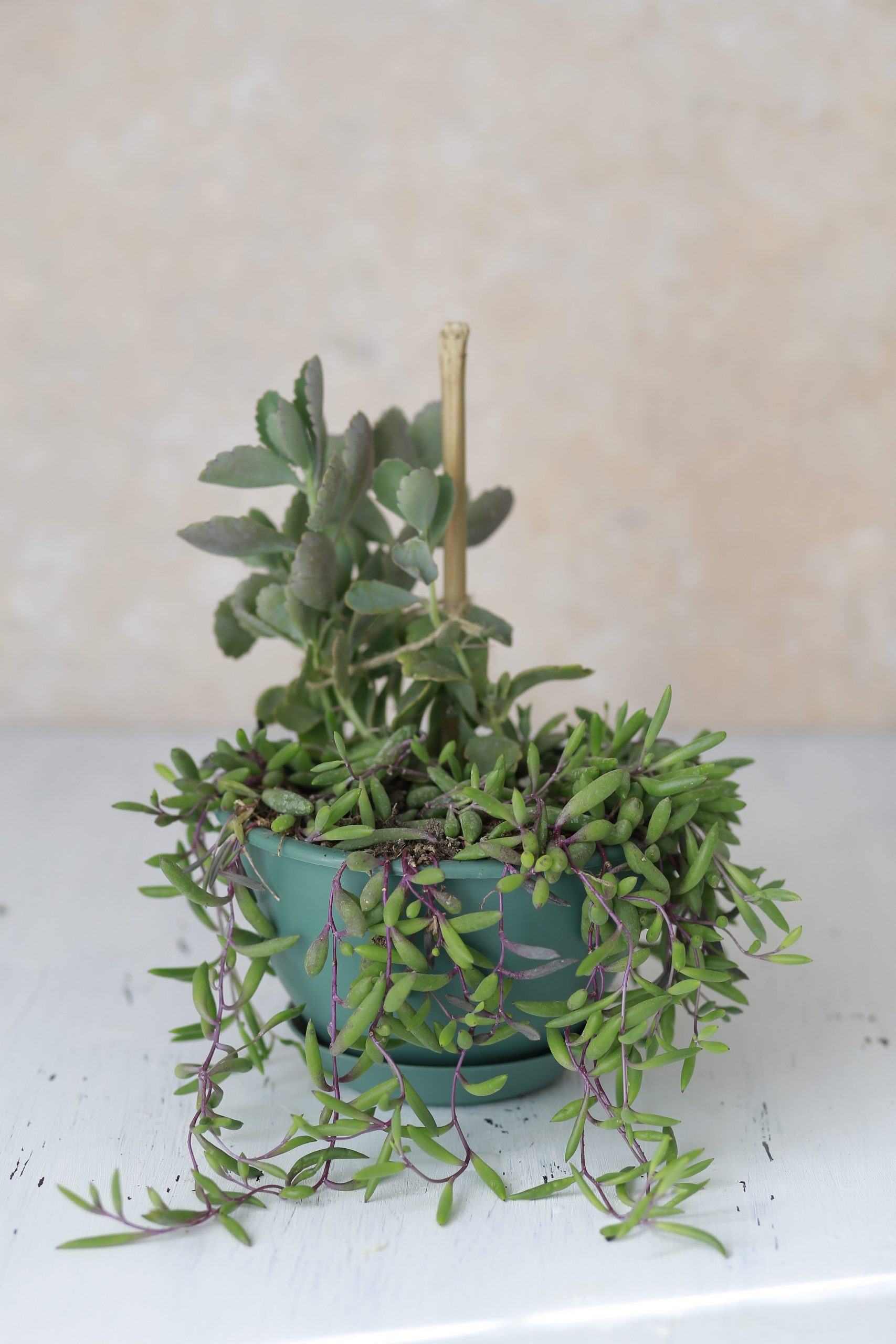 Senecio Herreianus Purple Flush ( String of Bananas) 17 cm - Türkiye ...