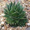 Aloe Aristata Cosmo ( Green Pearl ) 8,5 cm - Türkiye nin Sukulent ve ...