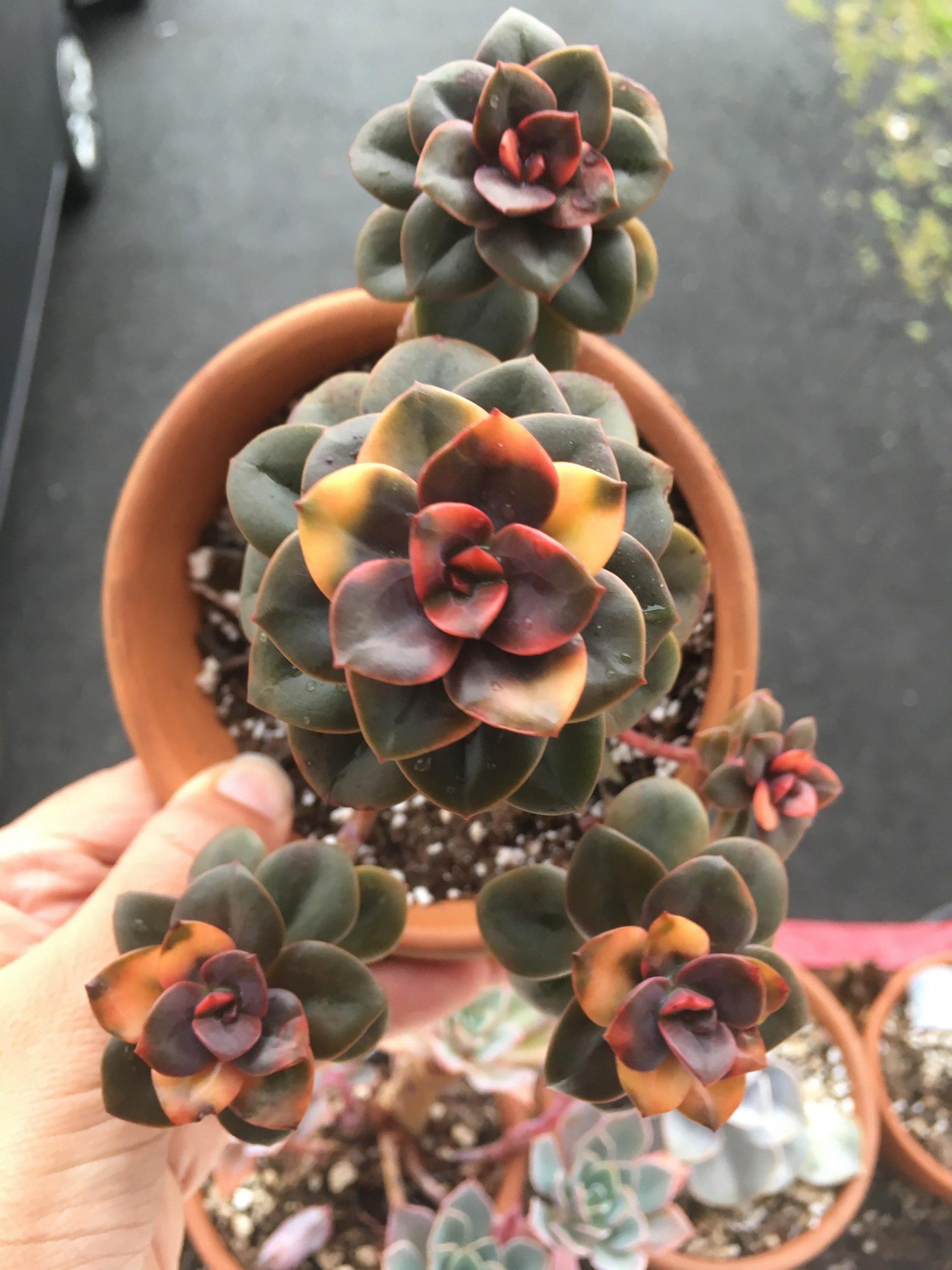Echeveria Chroma 8,5 cm - Türkiye nin Sukulent ve Kaktüs Marketi!
