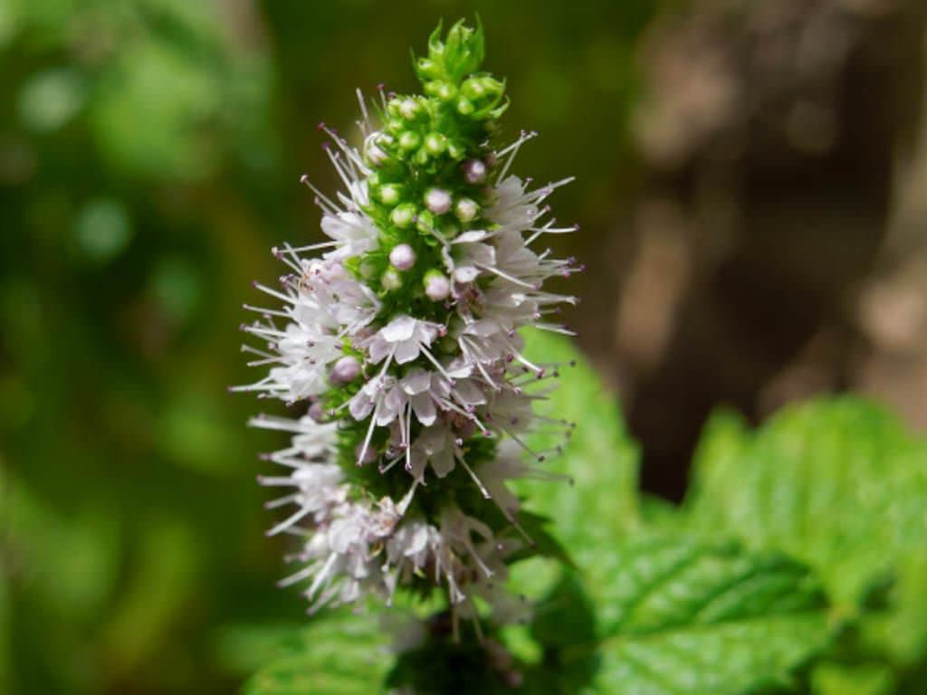 Mentha spicata (Nane) - Türkiye nin Sukulent ve Kaktüs Marketi!