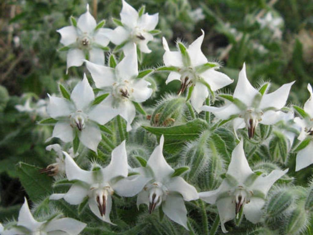 Borago officinalis 'Alba' (Beyaz Hodan) - Türkiye nin Sukulent ve ...