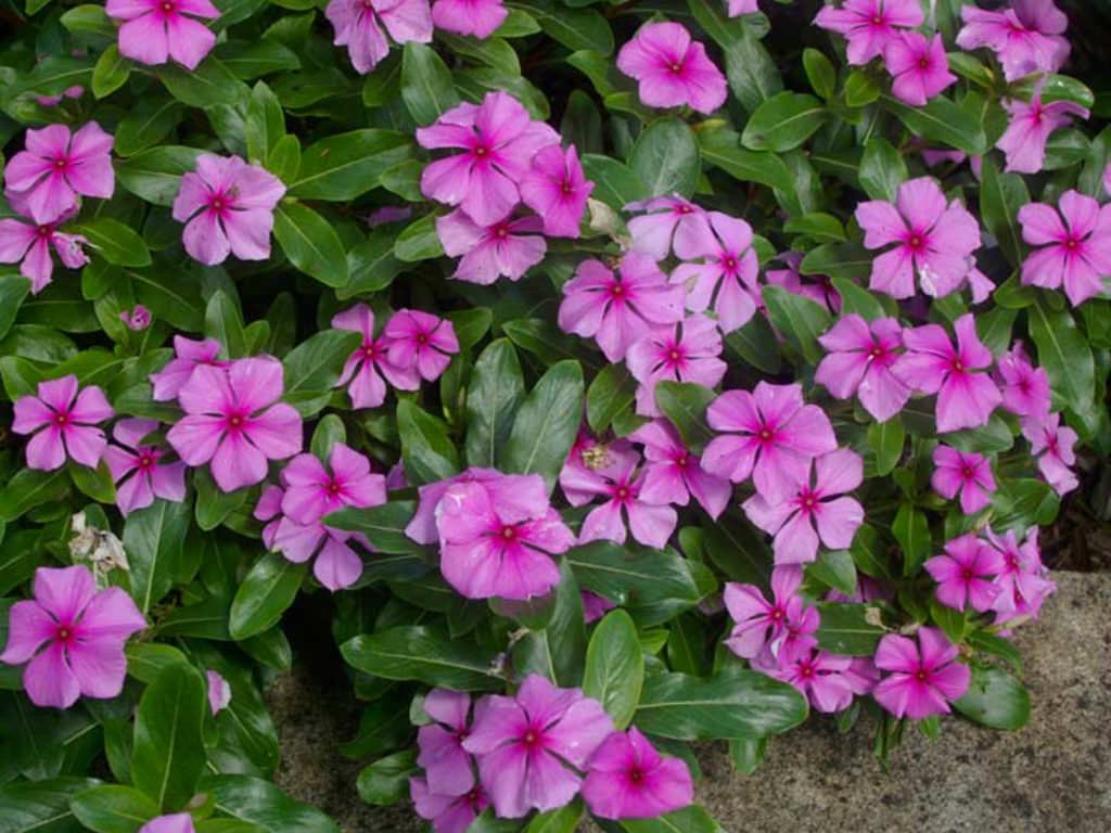 Catharanthus roseus (Madagaskar Periwinkle) - Türkiye nin Sukulent ve ...