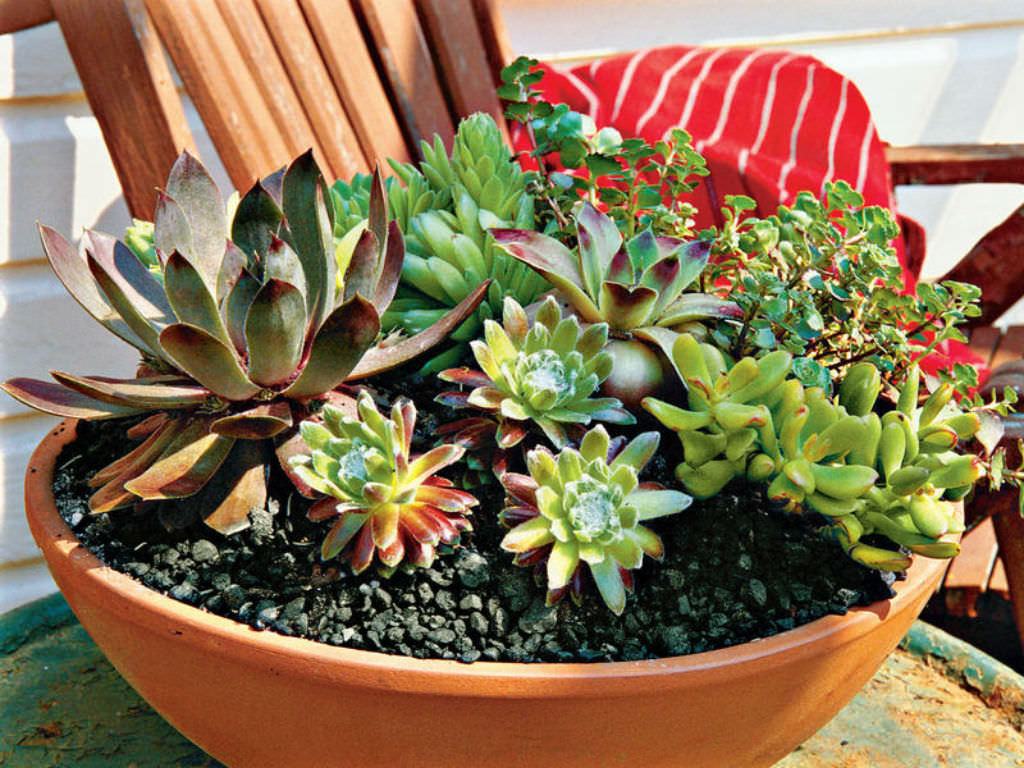 Succulents Sukulent Yetiştirmek İçin İpuçları ve Püf Noktaları ...