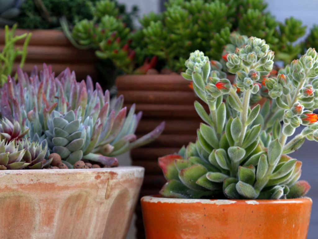 Succulents Sukulent Hakkında Bilmeniz Gereken Her Şey - Türkiye nin ...